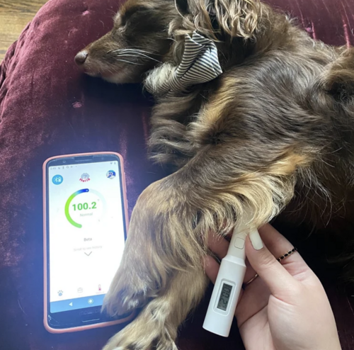 Vetspire & Mella: Transforming Pet Care Together