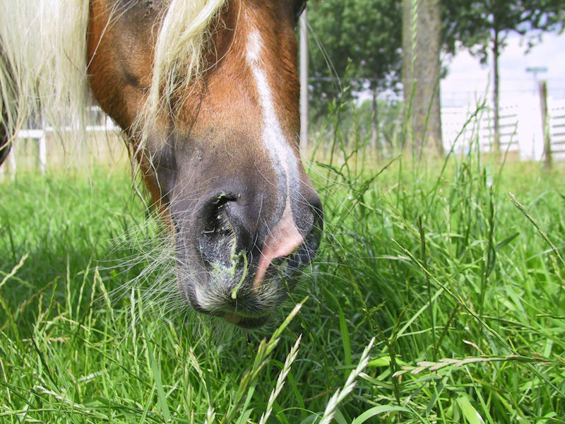 Paardenziekte droes, terugkijklink webinar